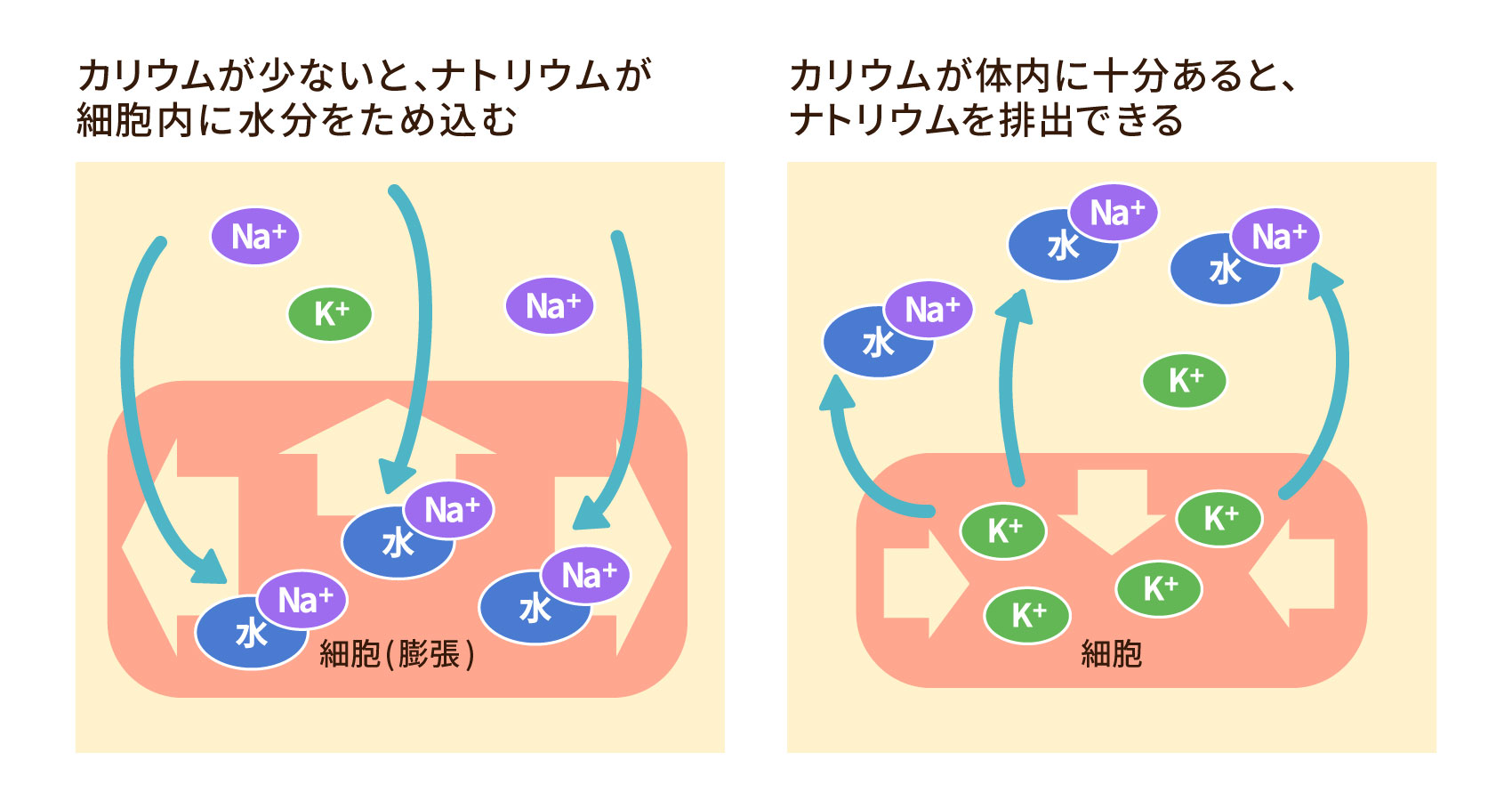カリウムを多く含む野菜で「除塩」しよう｜野菜科学研究会